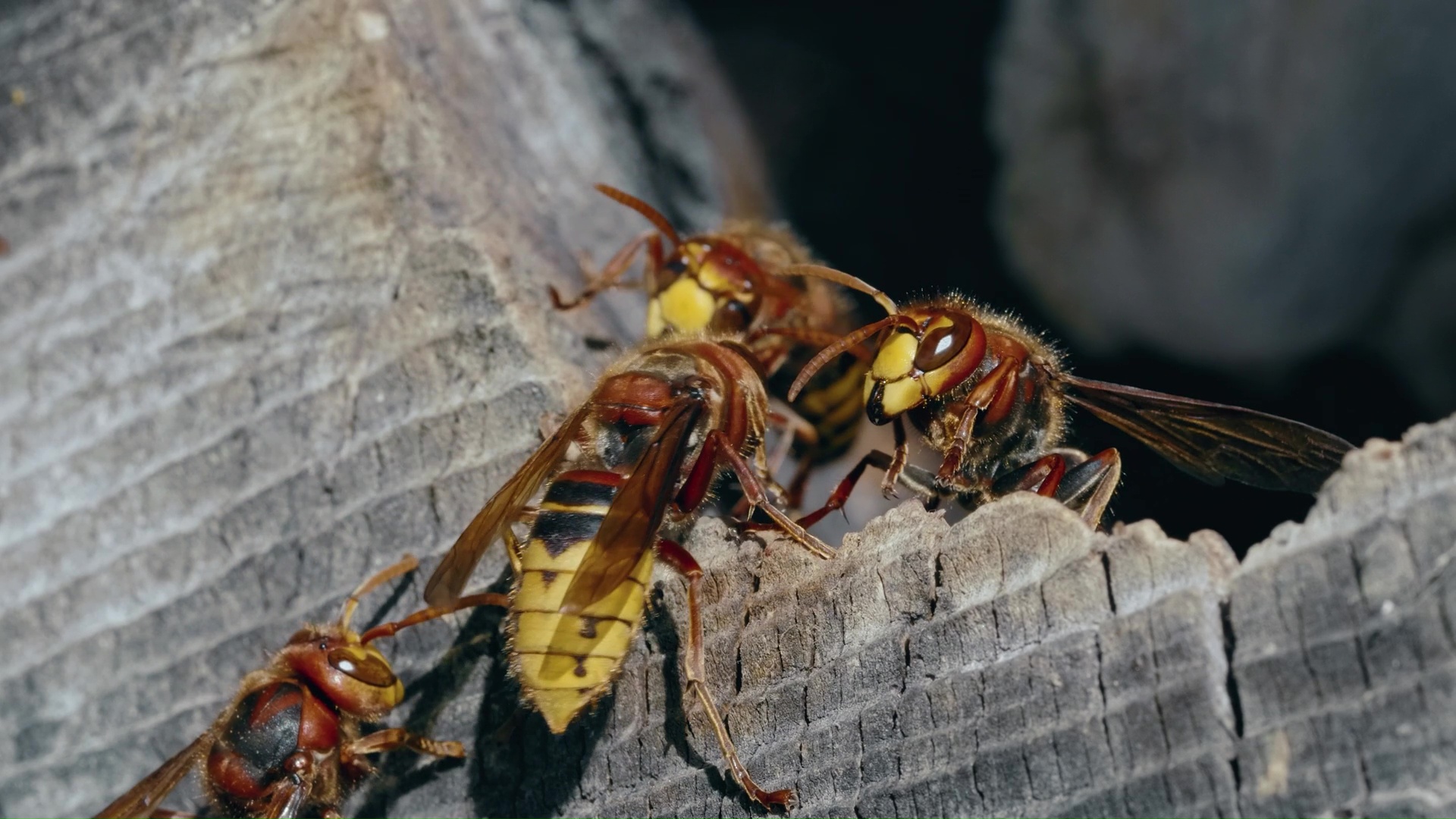 Primer plano de avispas europeas