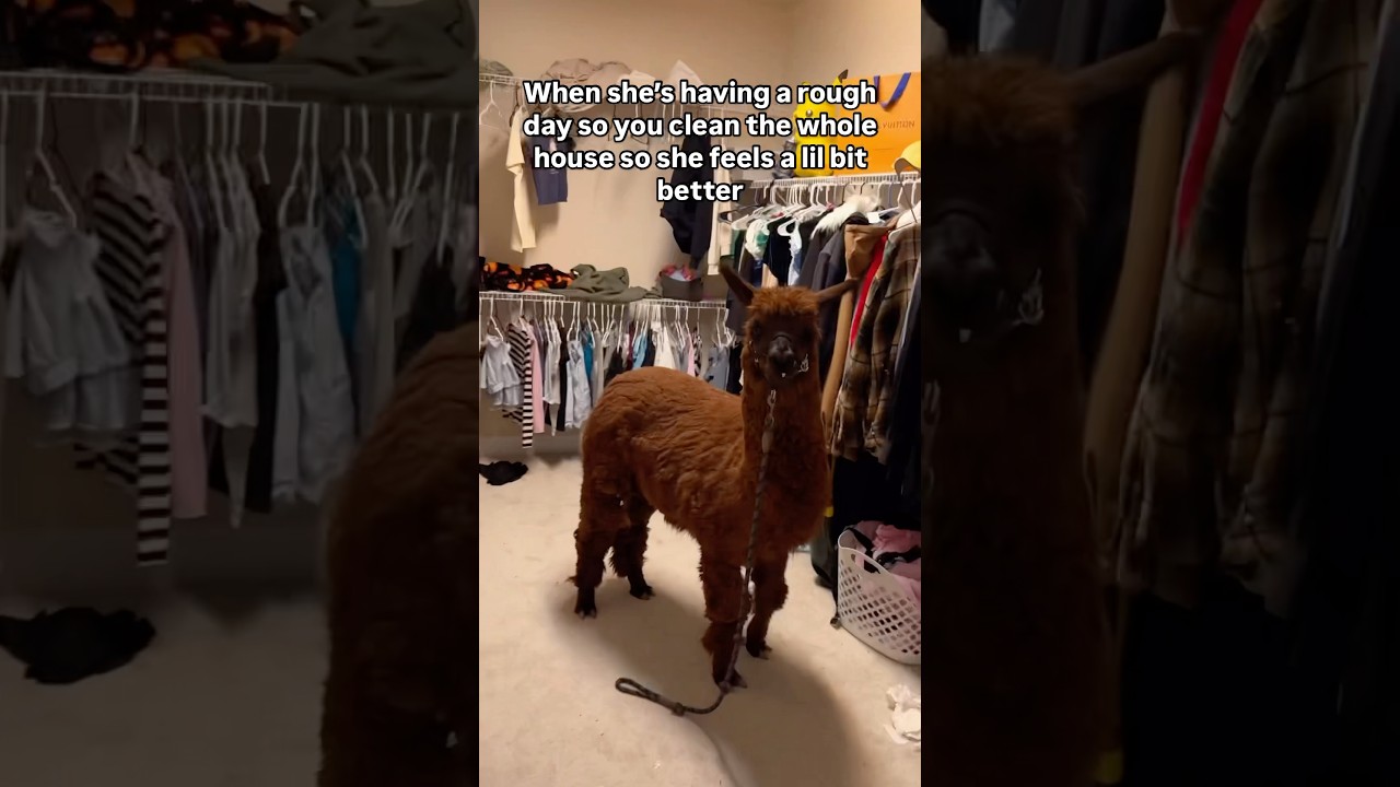 Girlfriend knows I'm hiding an alpaca in the closet