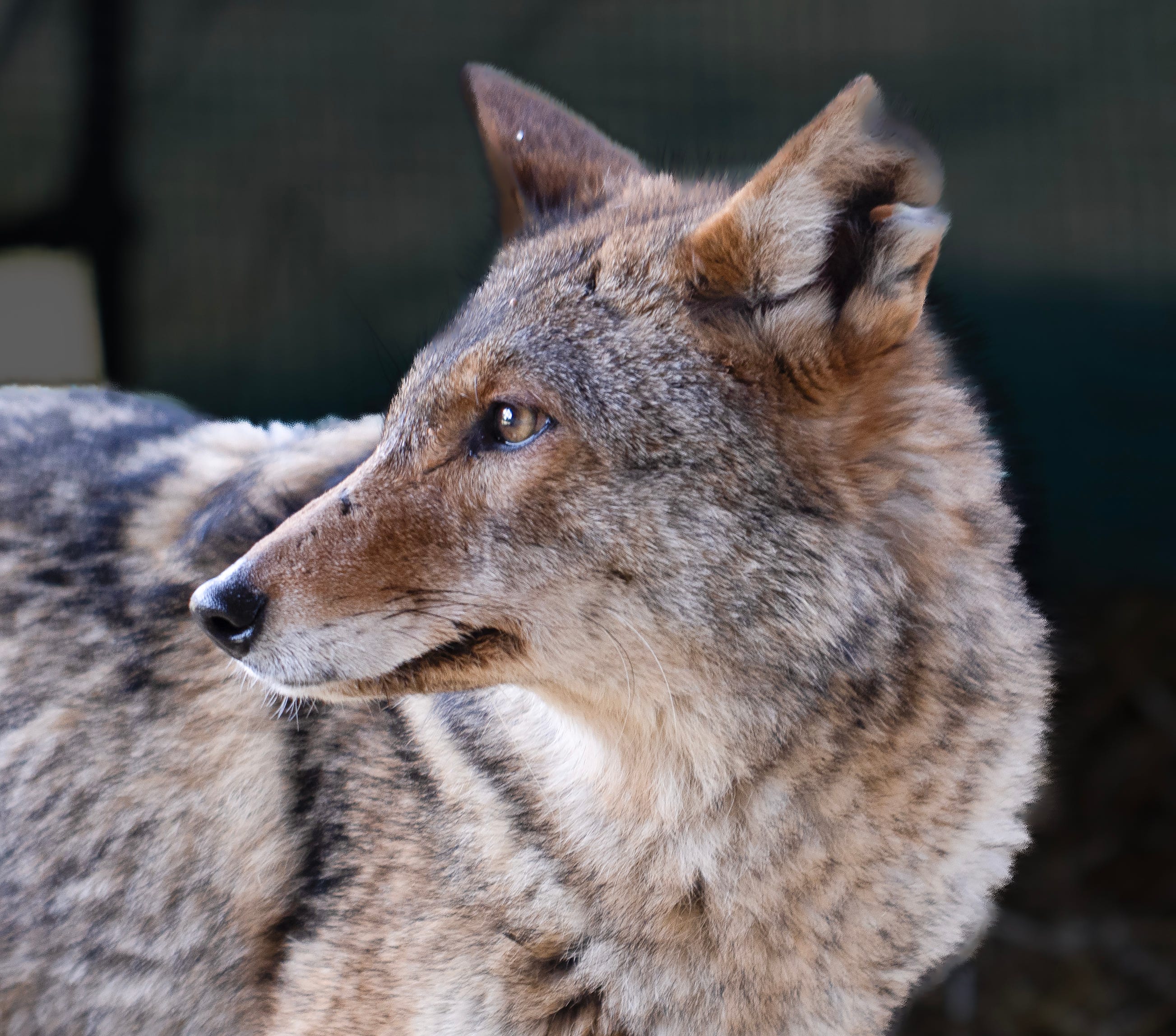 Coyote mating season brings spike in sightings across Ohio