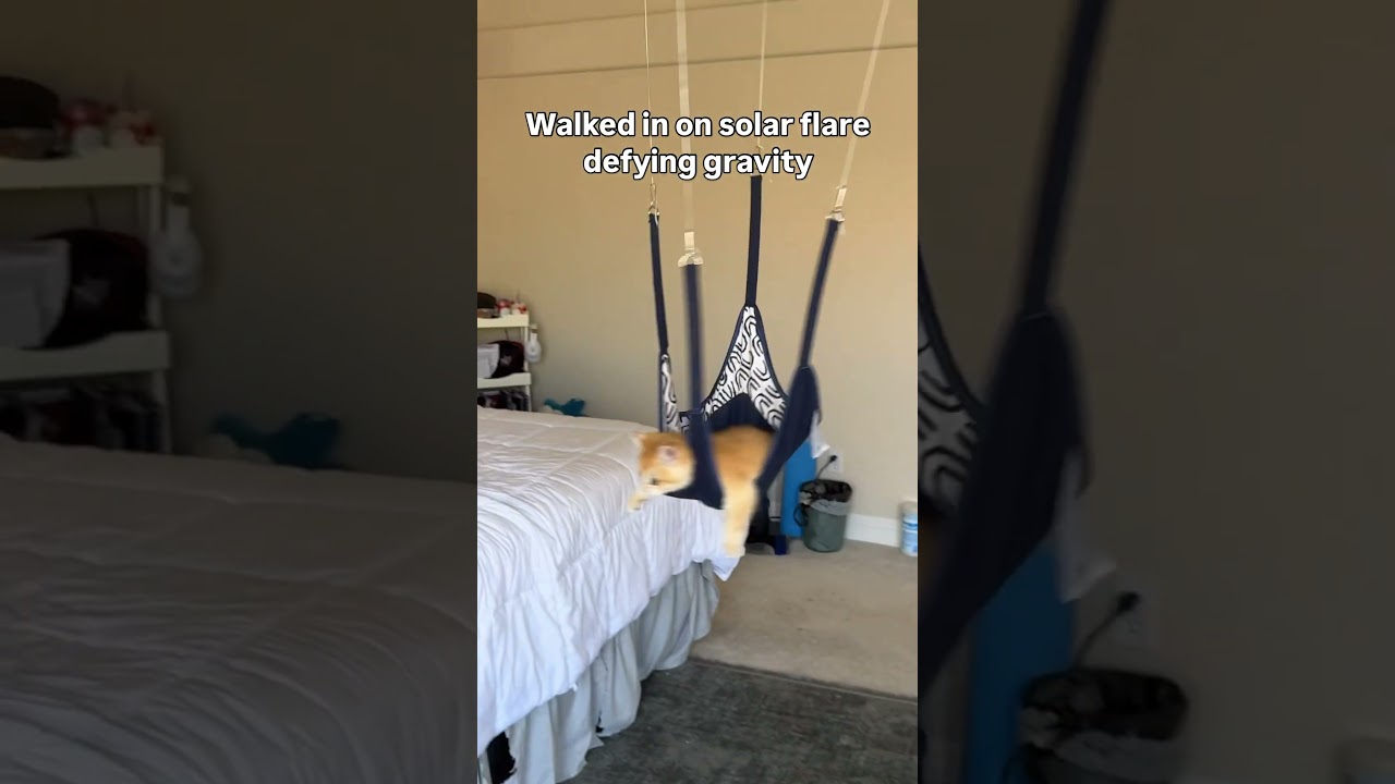 I walked in on my wicked cat defying gravity