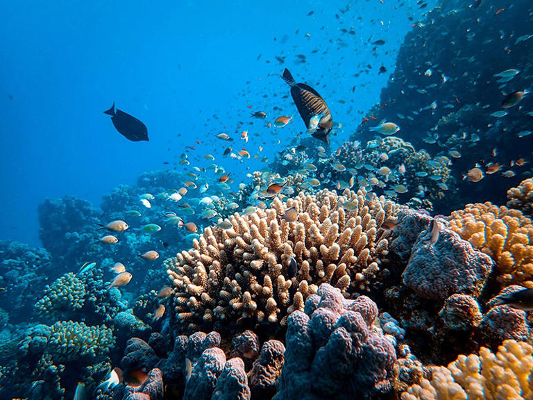 A new UN treaty could change the world's oceans forever - and it takes ...