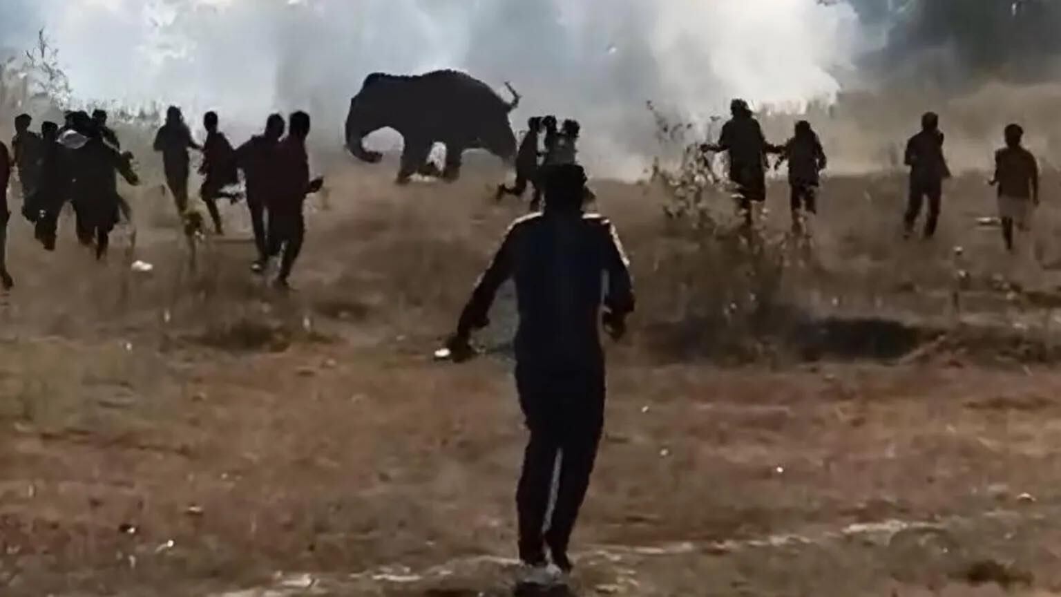 Killer elephant kills 22 in India's Jharkhand state
