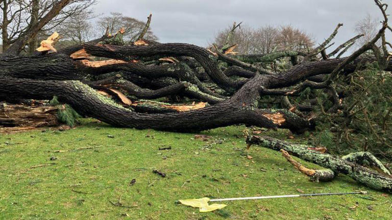 'We might never know' Storm Goretti's tree toll