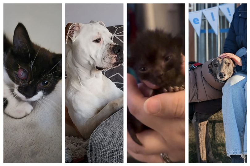 The incredible sanctuary giving love to thousands of animals from ...