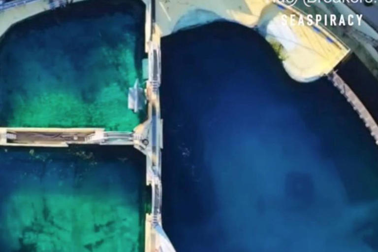 Fears for lives of two orca whales left to rot in abandoned French zoo ...