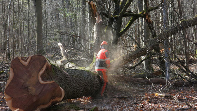 « J’ai senti l’arbre me transpercer » : handicapé à 80 %, le bûcheron ...
