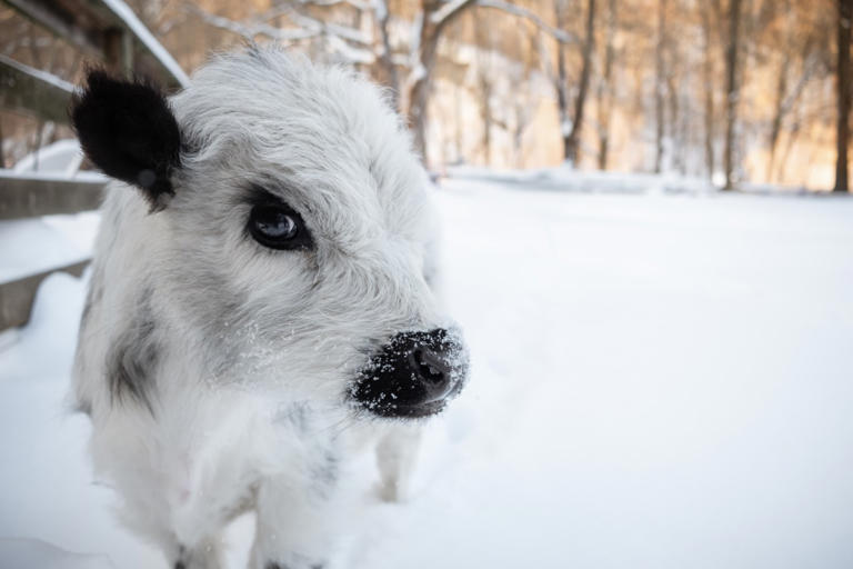 Baby cow's first time in snow results in the happiest zoomies