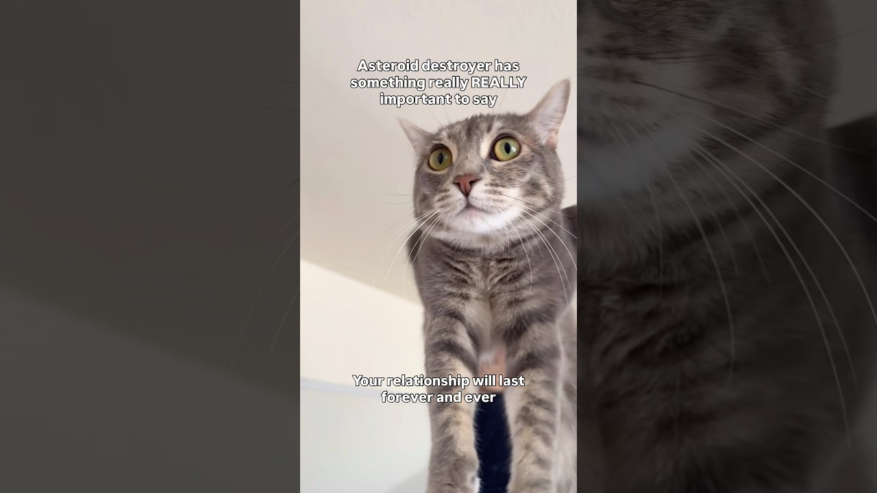 Adorable cat has relationship wisdom to share with you