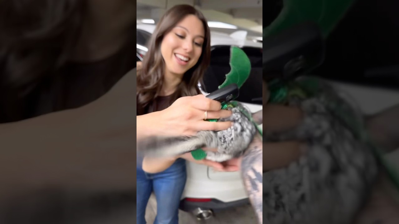Trading a chinchilla for a car