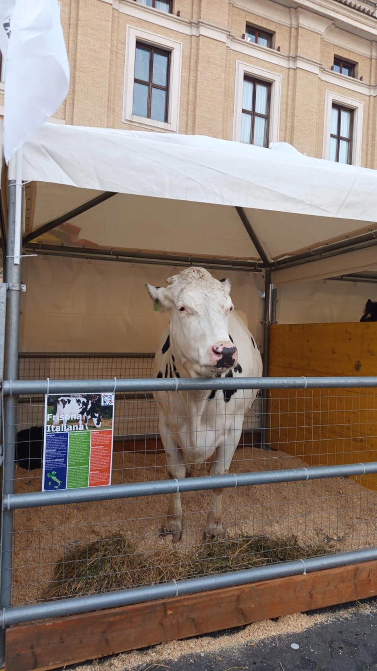 Coldiretti Puglia, '438mila animali in fattoria, patrimonio da tutelare'