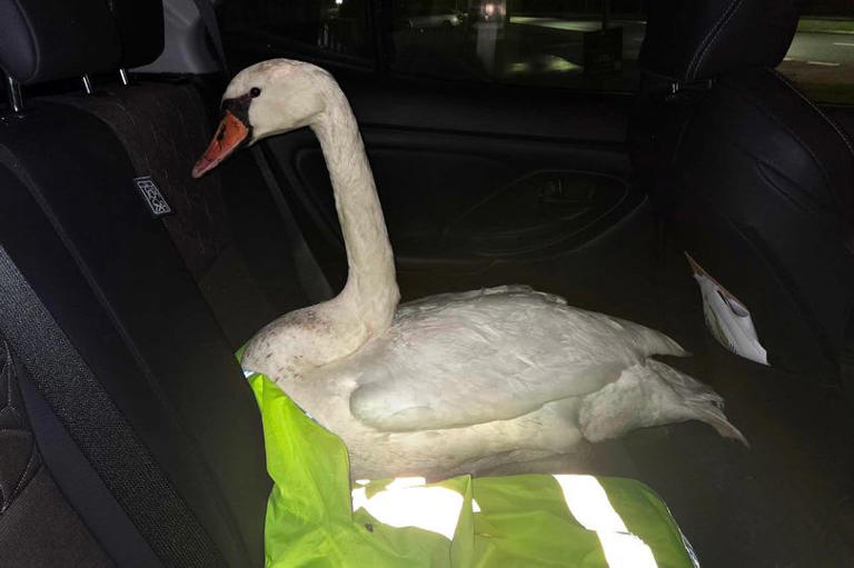 Drivers howl as ‘large and angry’ swan bundled into North Wales police ...