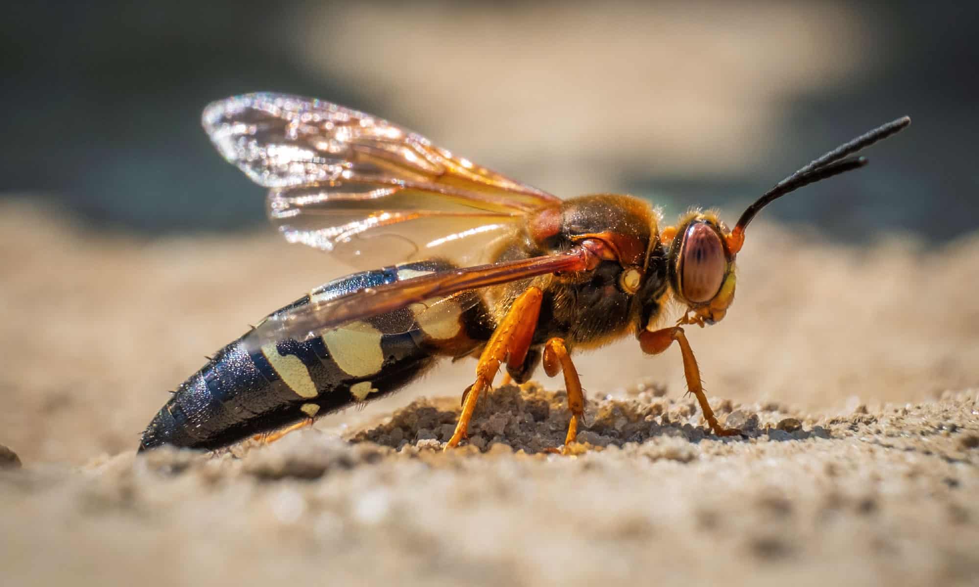 These giant wasps can grow up to 4 inches long