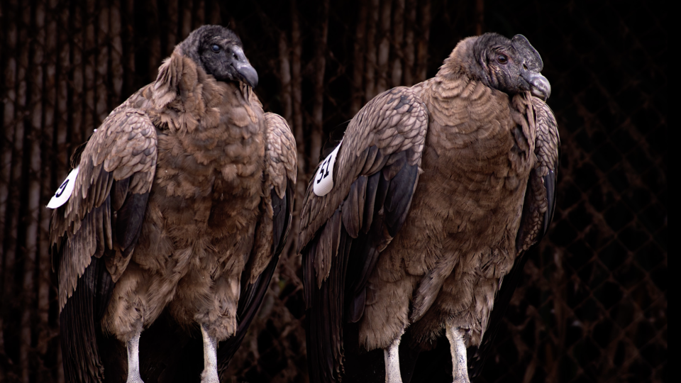 Watch three Andean condors return to the wild in Patagonia