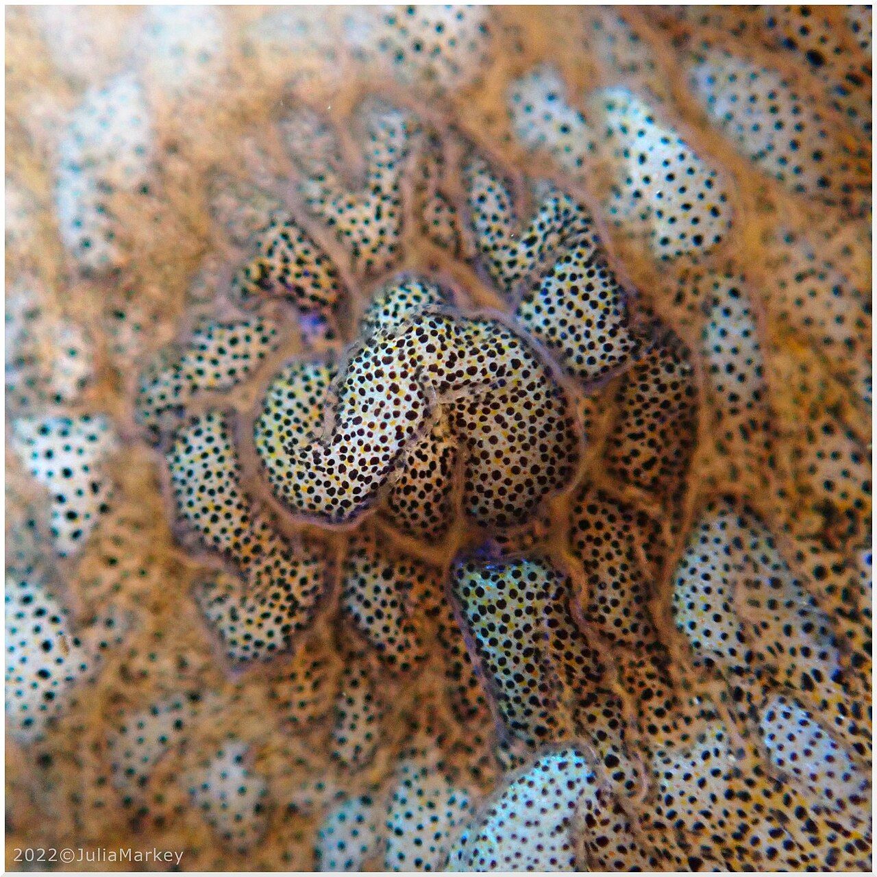 🎨 This synthetic skin inspired by the octopus changes color and texture ...