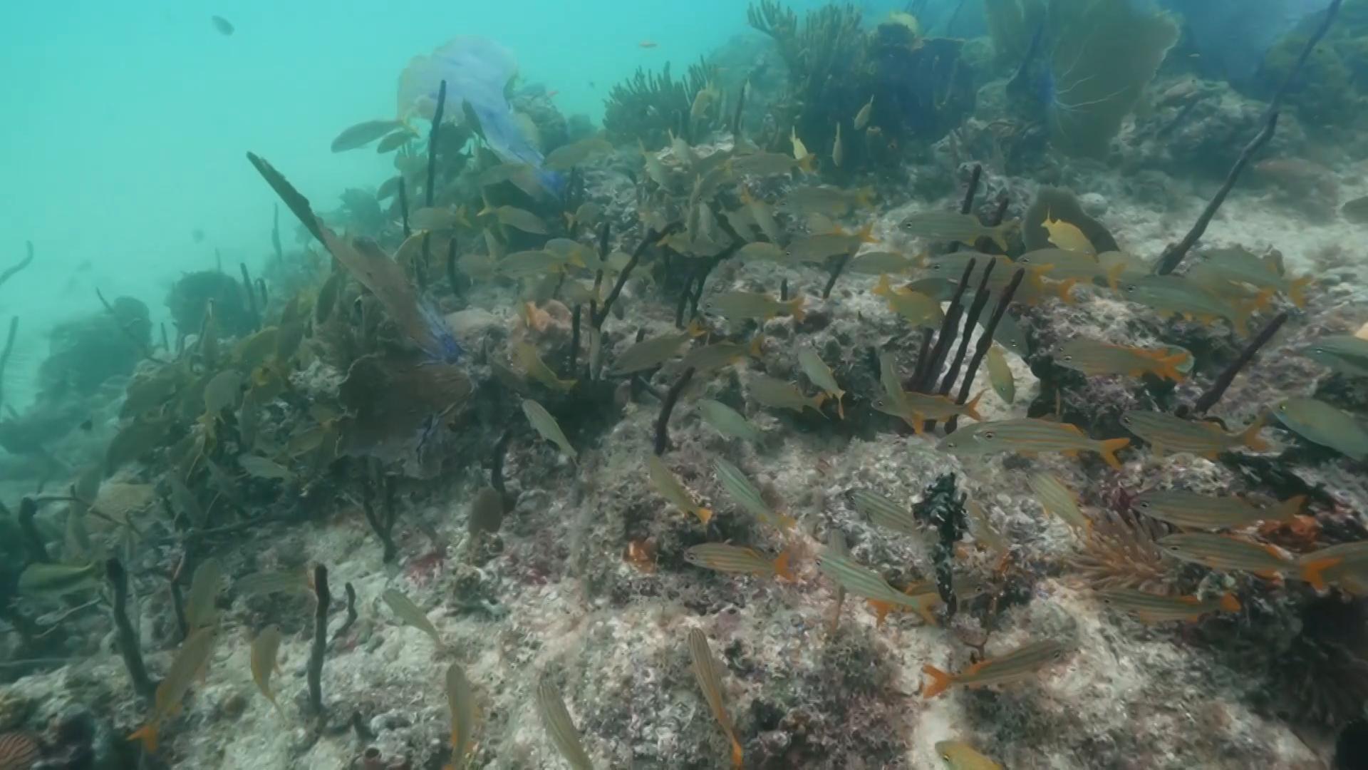 The world’s first legally binding treaty to protect marine life in ...