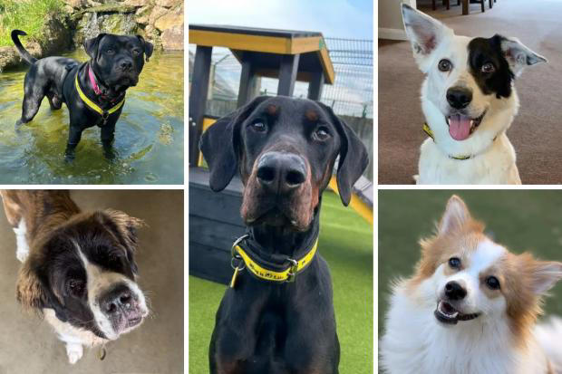 5 cute Dogs Trust Basildon pooches looking for their forever homes
