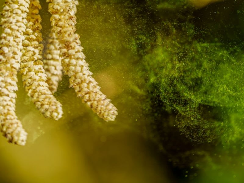 Pollenflug Worms aktuell: Wie hoch ist die Pollenbelastung am Samstag?