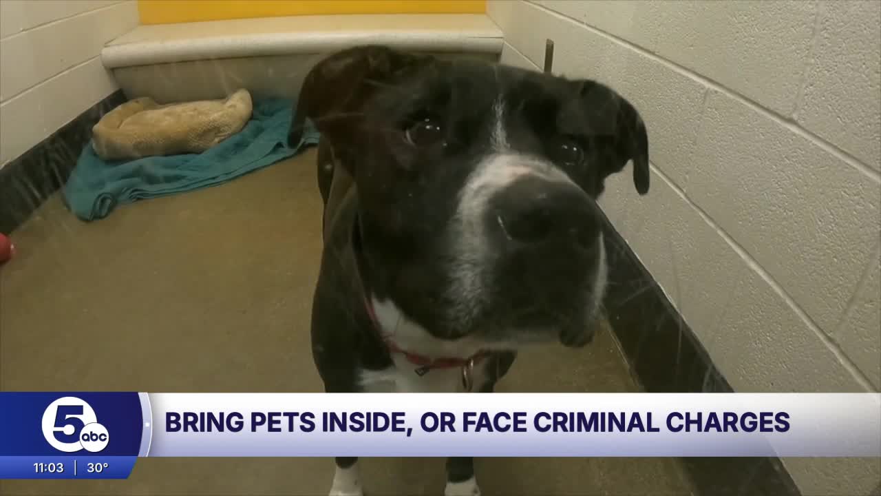 Pet owner in Akron? Bring pets inside during extreme winter weather or ...