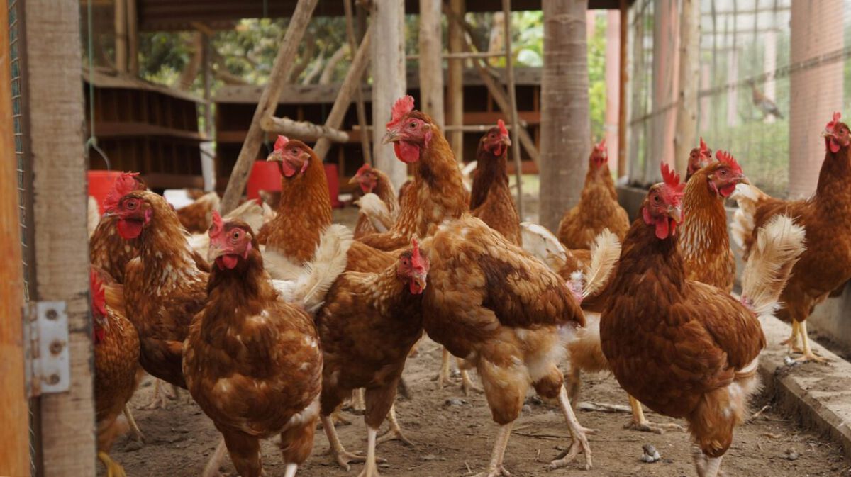 Waarom niks werkt - ook niet in het voedselsysteem