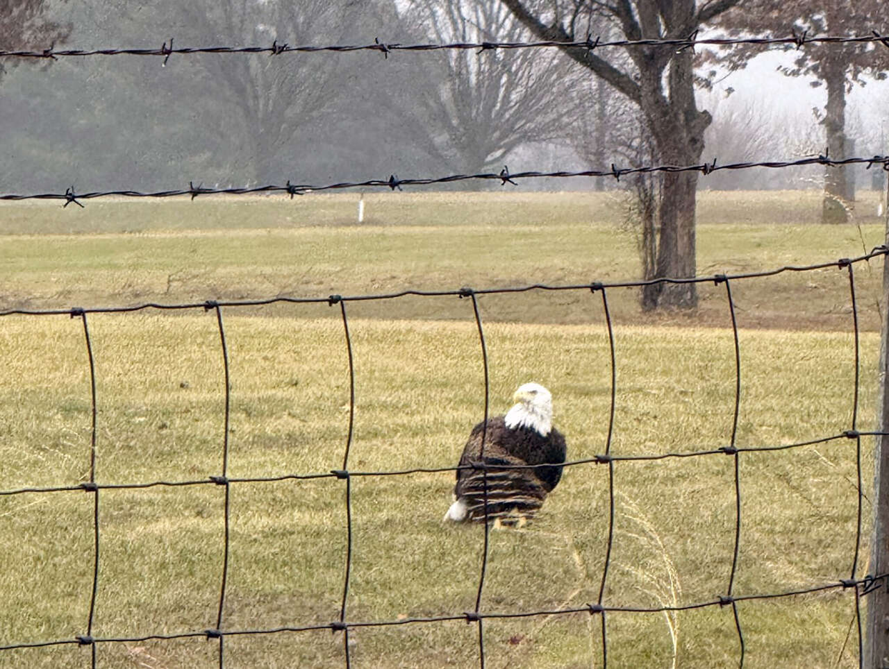 Ready to soar: Series of eagle-centered events planned around Illinois