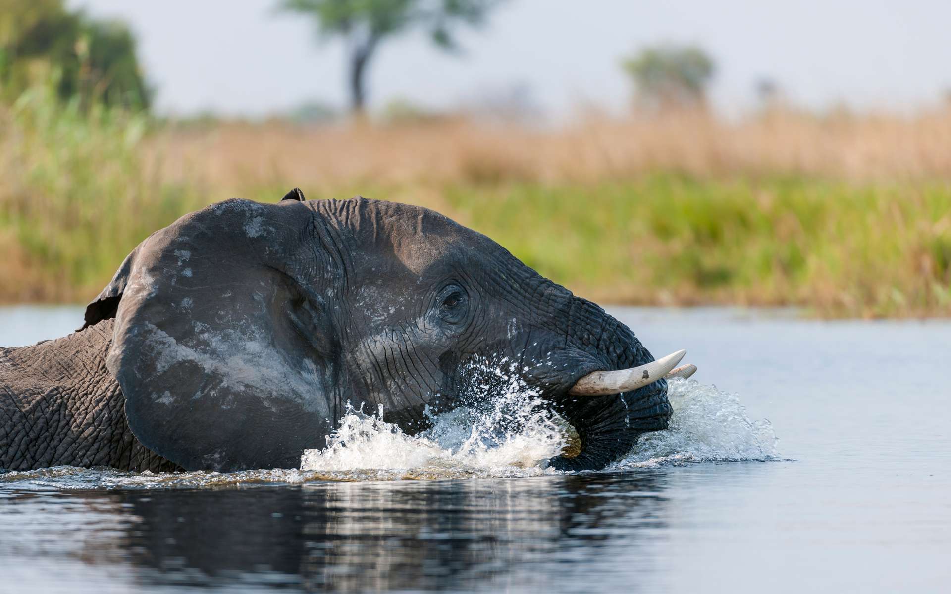 Une grande réserve animale d'Afrique frappée par un déluge sans ...