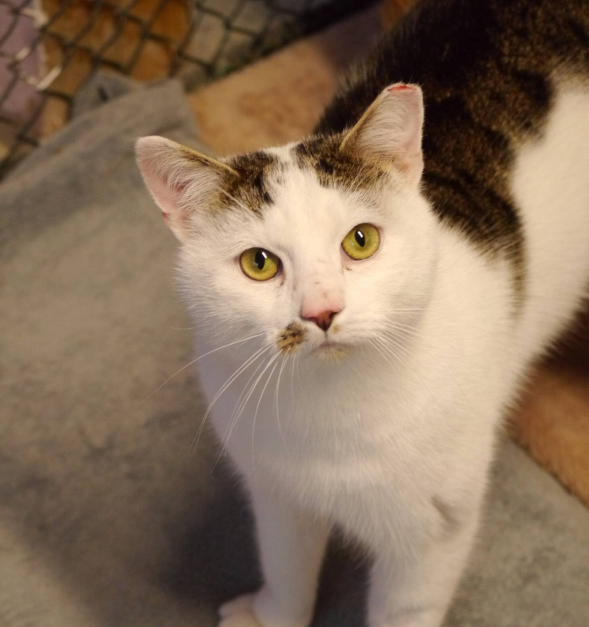 Peine: Neues Zuhause für «Sir Miezimus Maximus» gesucht