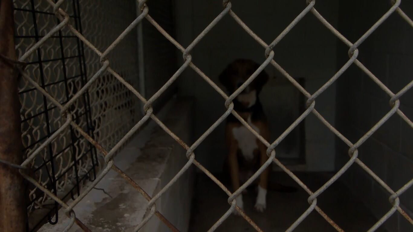 More than 50 animals saved in 24-hour dual emergency operations in ...