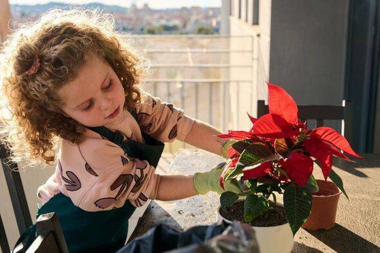 Popular UK houseplant can cause painful skin rashes and blisters when ...