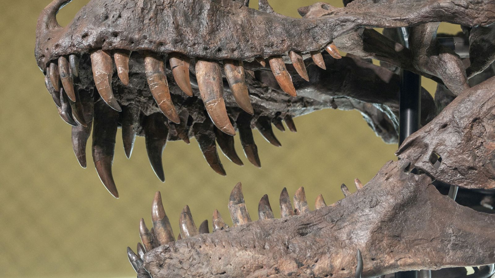 Analizan un hueso de 'Tyrannosaurus rex' y descubren otro error de ...