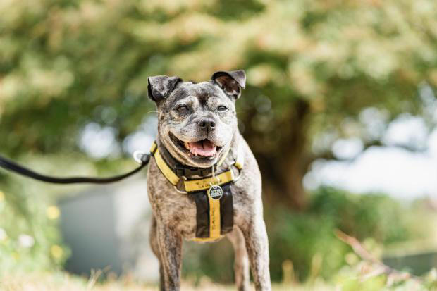 Dog dumped in flat finally finds happiness after nearly 500 days in care