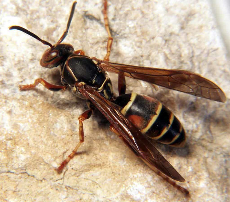 These giant wasps can grow up to 4 inches long