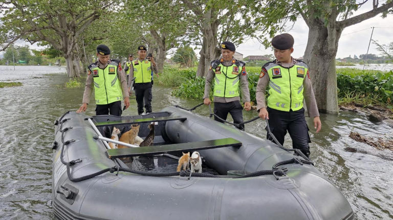 Momen polisi gercep evakuasi 7 kucing milik Mbah Narti di Kudus