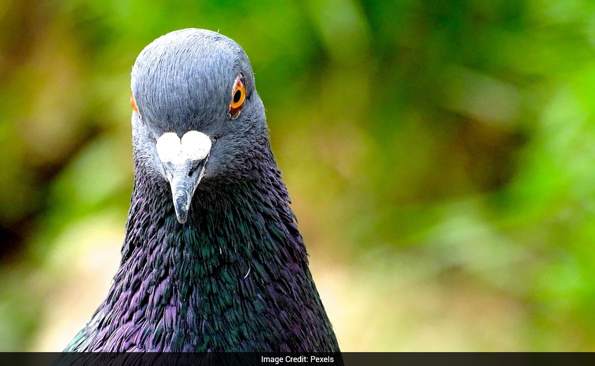 They are sweethearts: Man leaves sweet note about rescued pigeons for ...