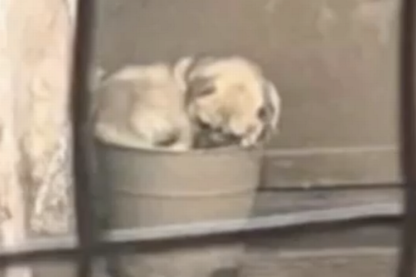 My Lovely Horse Animal Rescue spring into action to save freezing pug ...