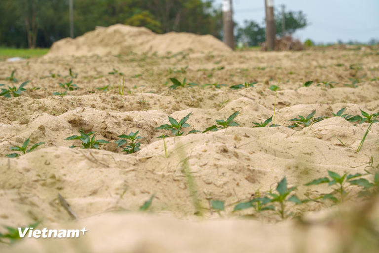 Nghịch lý cánh đồng Gò Nổi ở Đà Nẵng, khi vòng kim cô vẫn khóa cứng mùa vụ