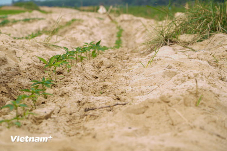 Nghịch lý cánh đồng Gò Nổi ở Đà Nẵng, khi vòng kim cô vẫn khóa cứng mùa vụ