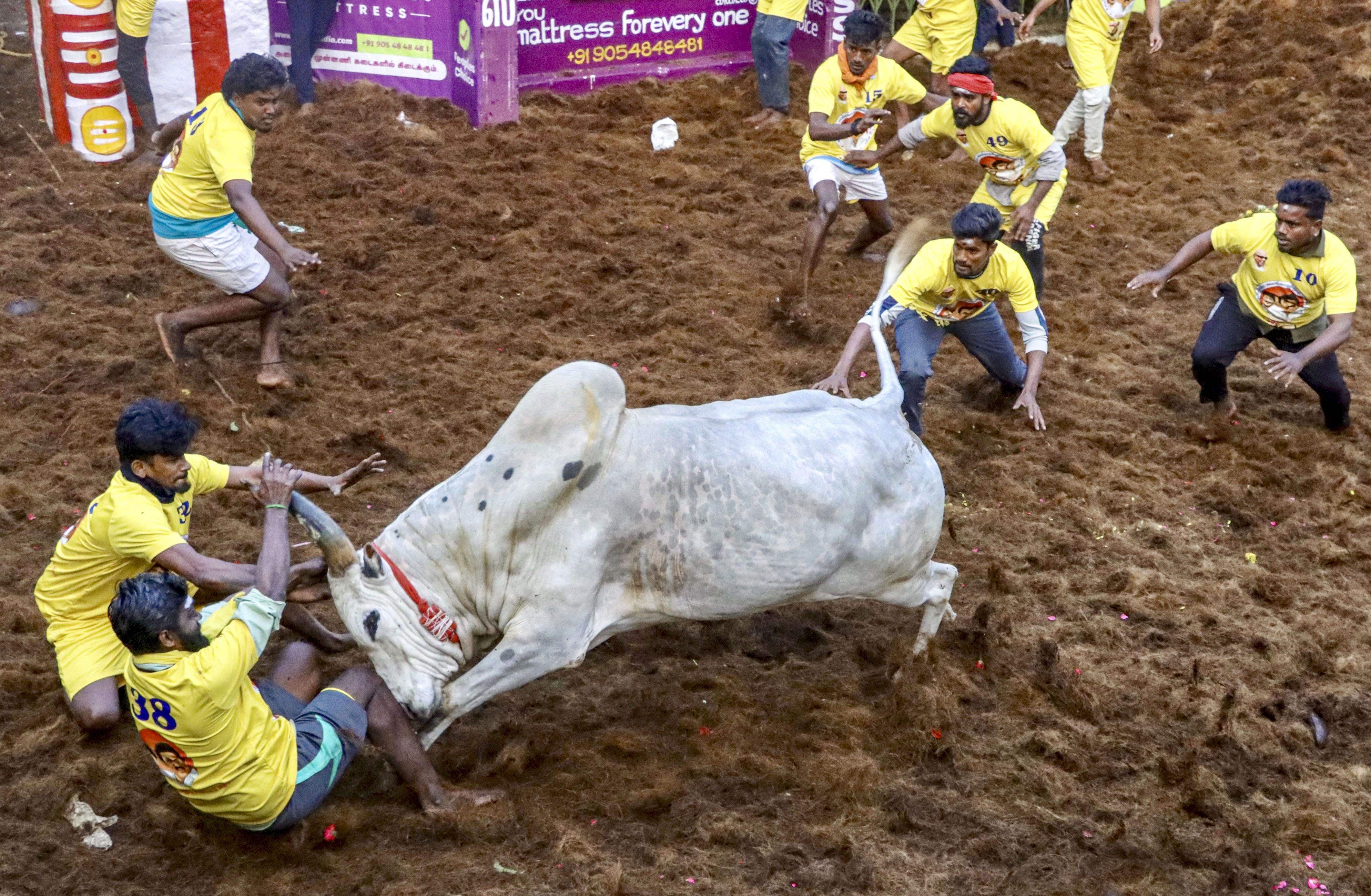 Bulls steal the show at Alanganallur jallikattu, TN CM announces govt ...