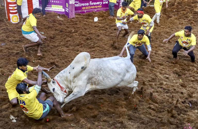 Bulls steal the show at Alanganallur jallikattu, TN CM announces govt ...