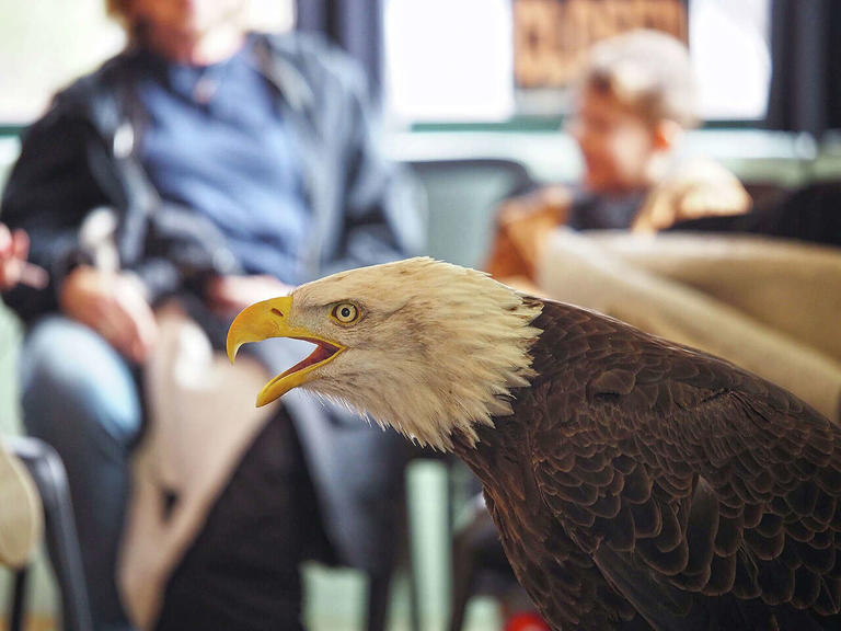 Ready to soar: Series of eagle-centered events planned around Illinois