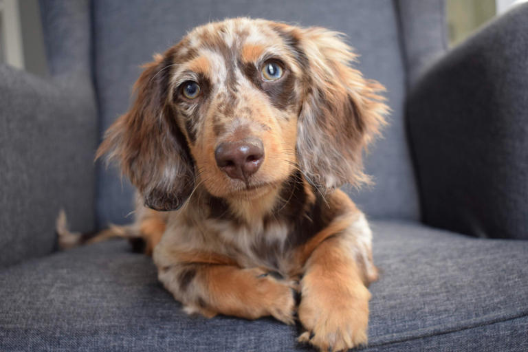 Tiny dachshund gives mom the cold shoulder after she turns off 'Pitch ...