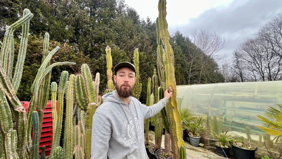 « Ils ont été cassés, écrasés, broyés par le vent » : les cactus de ...