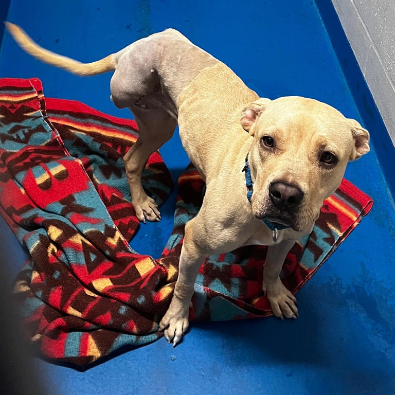 Spike, a high-energy cattle dog, needs a family to herd