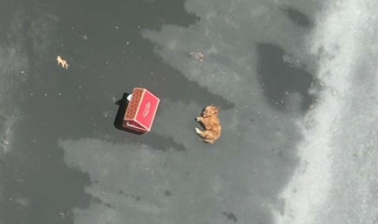 Seven dead dogs were found around Connecticut in two weeks, animal ...