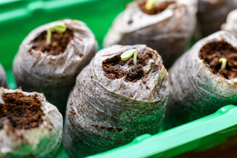 It’s way too early to start these 6 popular seeds, gardeners say