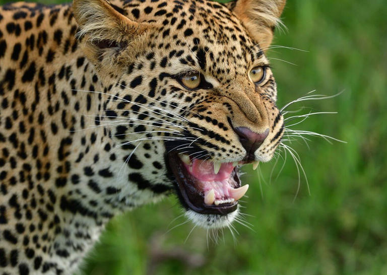 Leopard on the loose near Bloemfontein