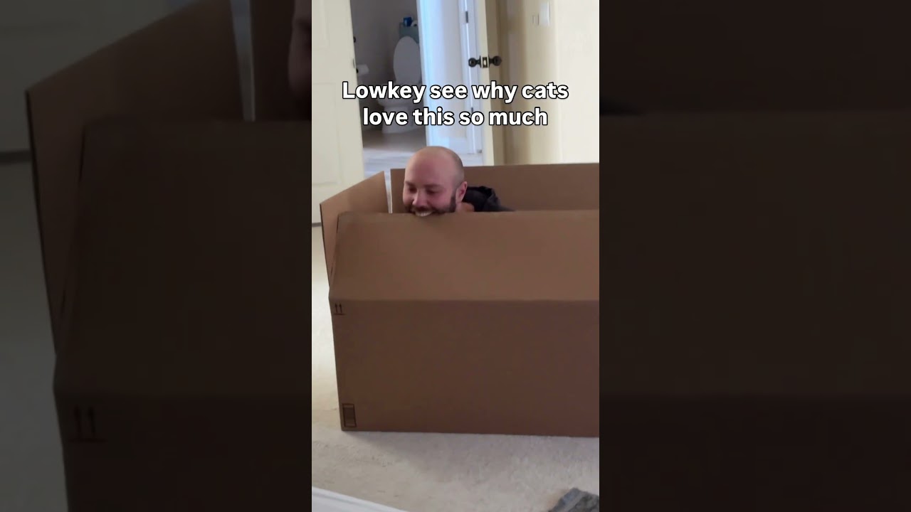 I finally understand why cats love cardboard boxes so much
