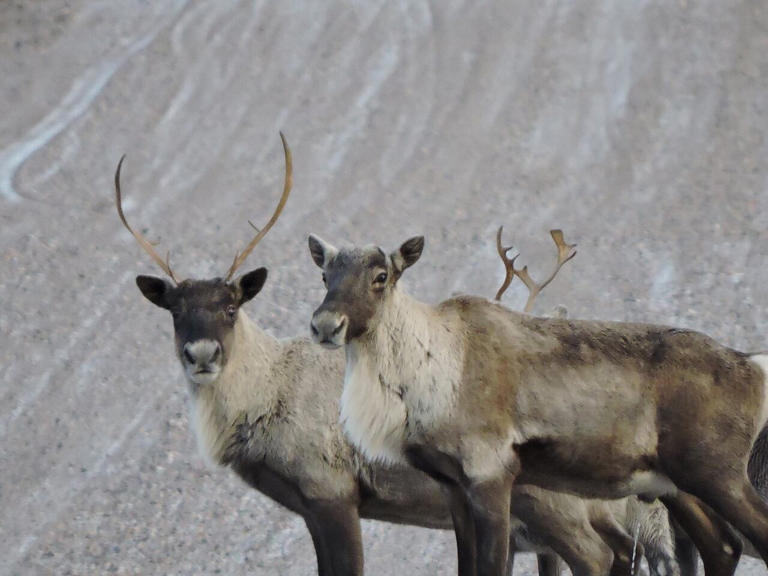 Cree leadership urges halt to caribou hunting as numbers fall