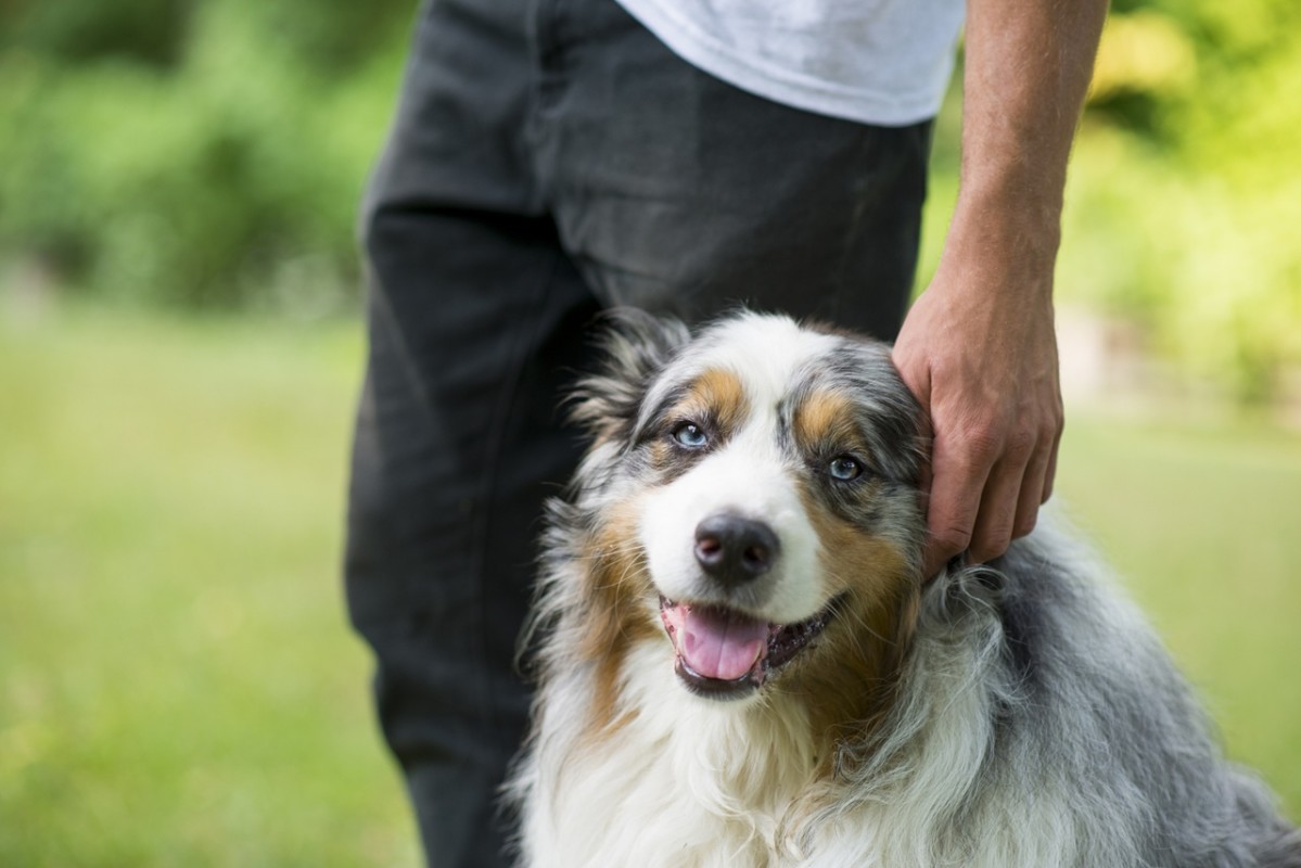 7 subtle behaviors that show your dog respects you