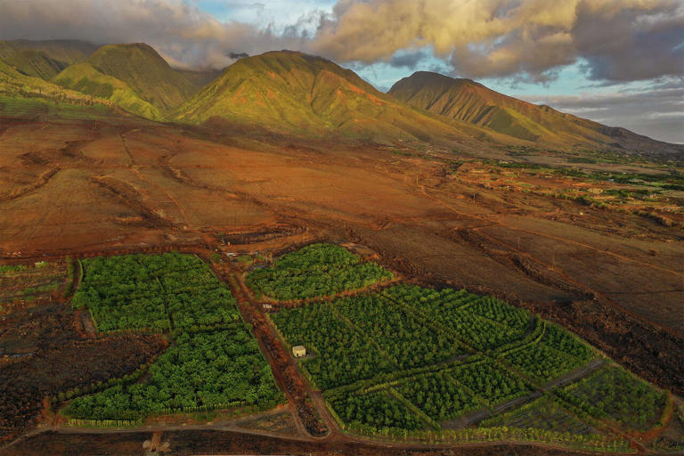 Hawaii's newest tourist attractions are on the farms