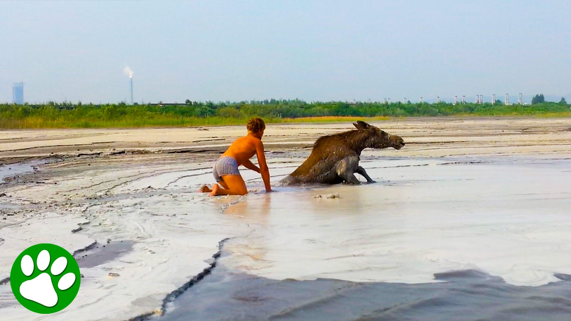 Dramatic rescue of moose stuck in mud